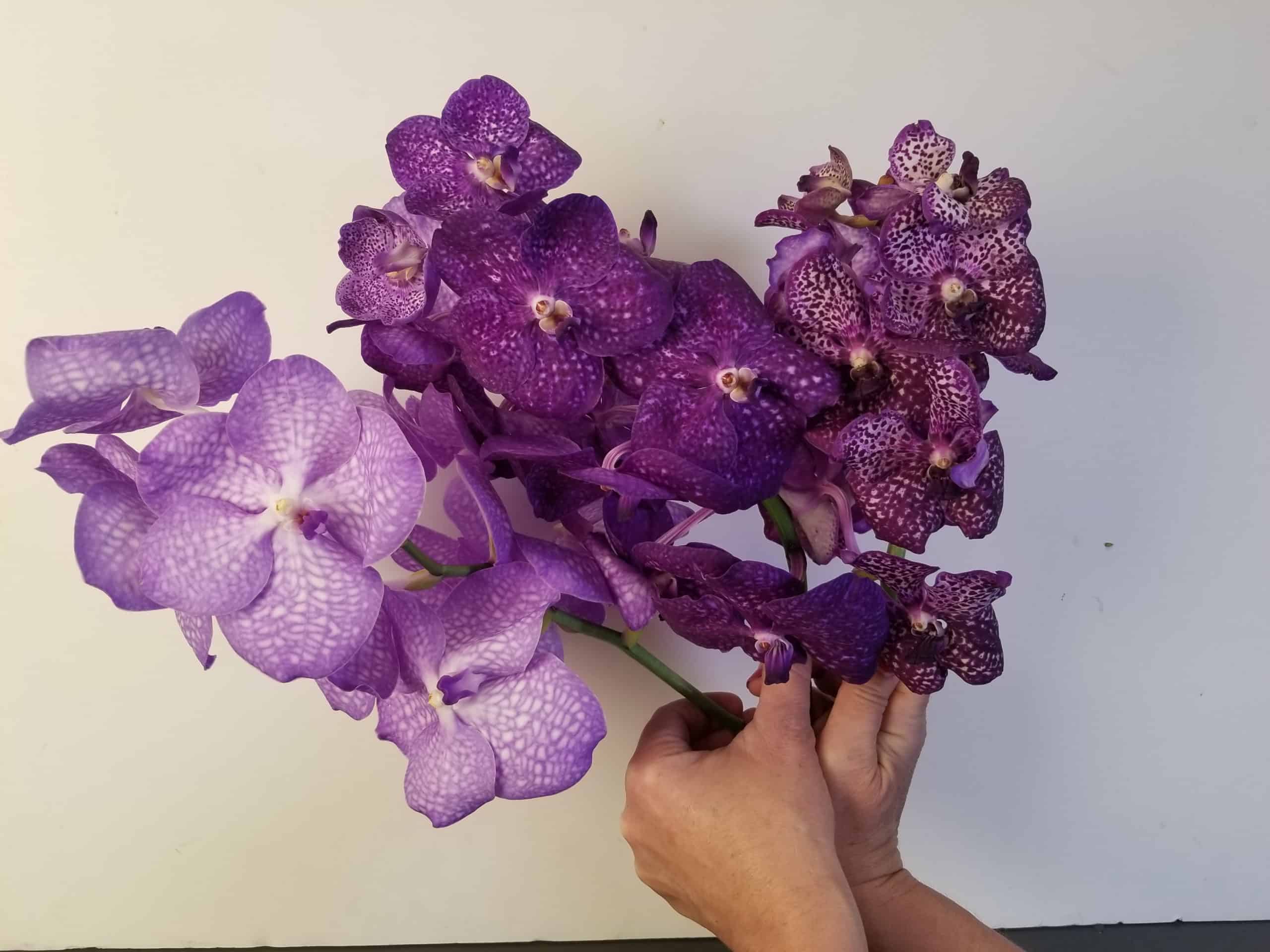 "Vanda" - Flowers & Fancies - Flowers & Fancies